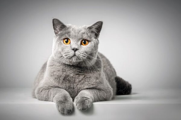 Discovering the Diversity of 8 Popular Cat Breeds in Indonesia - Pet to ...