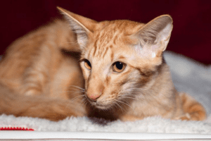Discovering the Diversity of 8 Popular Cat Breeds in Indonesia - Pet to ...