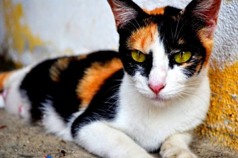 Discovering the Diversity of 8 Popular Cat Breeds in Indonesia - Pet to ...