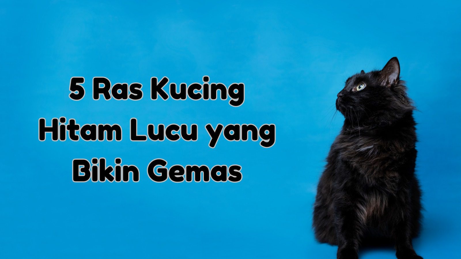 5 Ras Kucing Hitam Lucu yang Bikin Gemas, Siap-Siap Pengen Peluk Terus ...