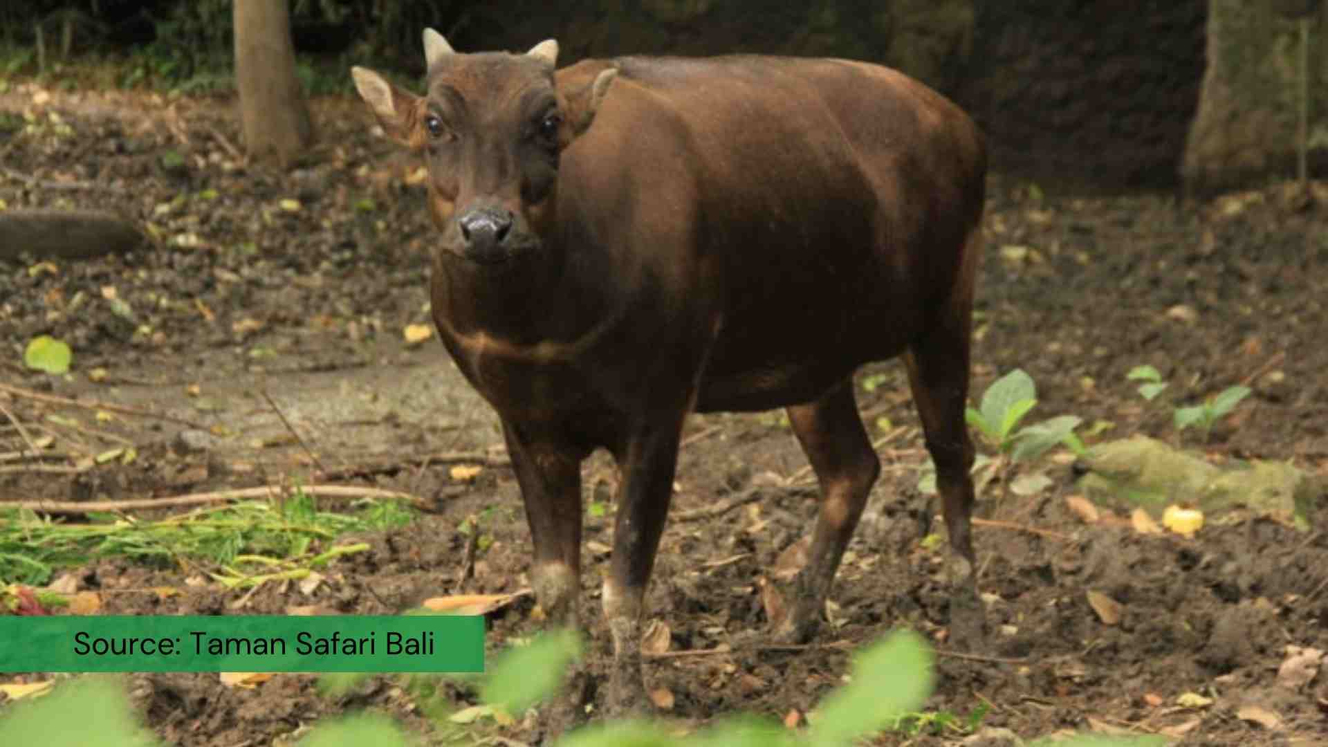 8 Endangered Animals in Indonesia that We Need to Protect - Pet to ...