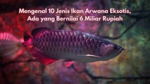 Dive into the Beauty of 10 Exotic Arowana Fish, with Some Valued at 6 ...
