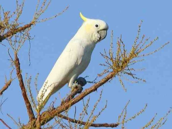 Unveiling the Tropical Treasures: Indonesia's 7 Native Cockatoo Species ...