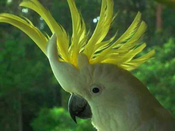 Unveiling the Tropical Treasures: Indonesia's 7 Native Cockatoo Species ...