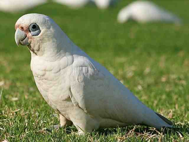 Unveiling the Tropical Treasures: Indonesia's 7 Native Cockatoo Species ...