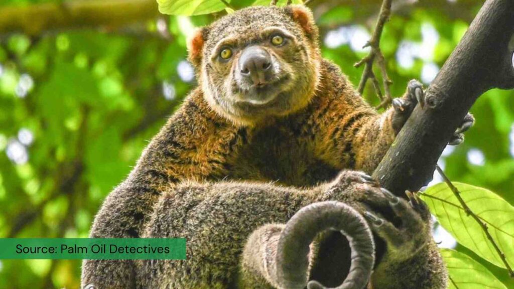 8 Endangered Animals in Indonesia that We Need to Protect - Pet to ...