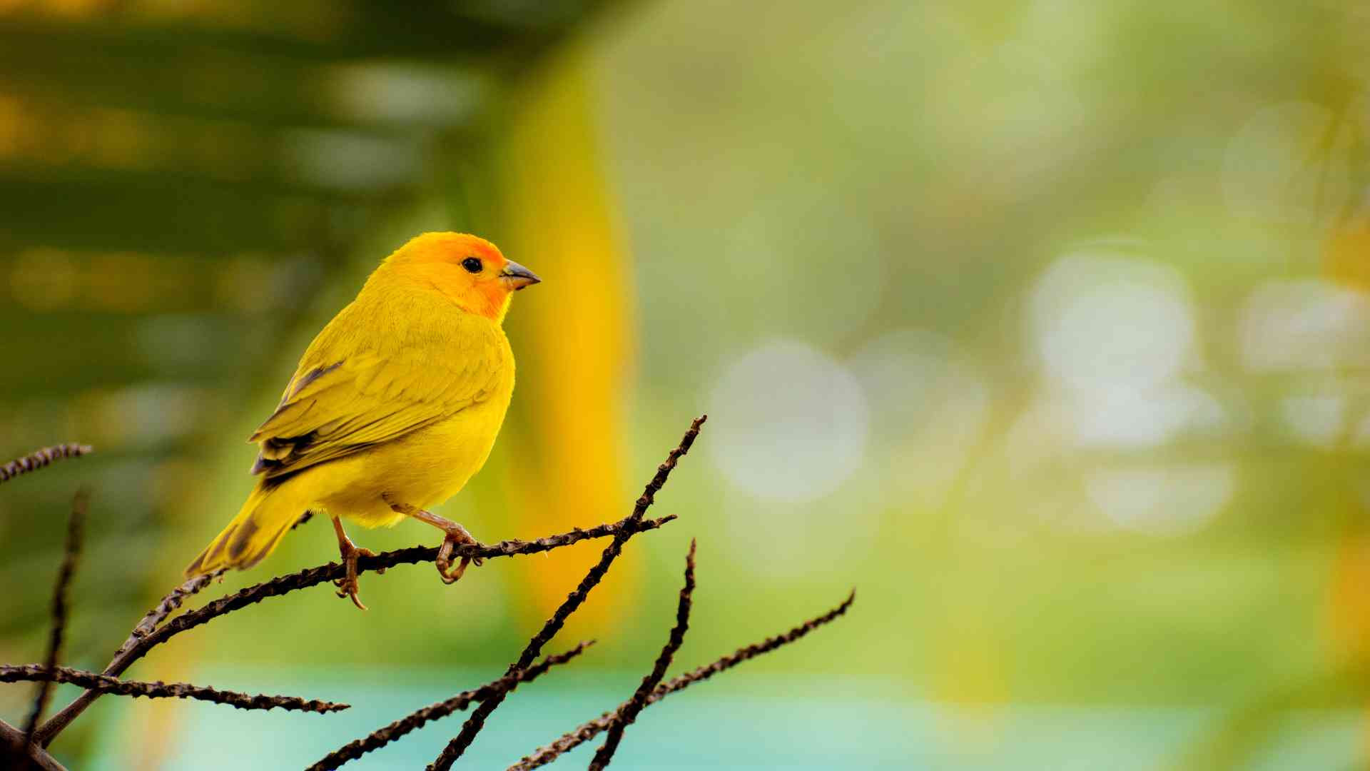 Macam-Macam Burung Hias yang Mudah Untuk Diperlihara - Pet to Nature ...