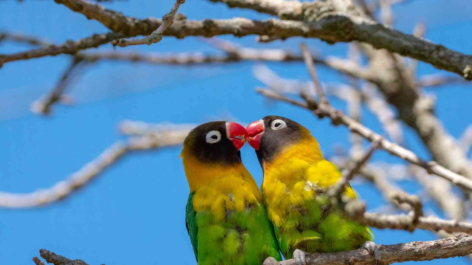 The Best Bird Pets for Beginners - Pet to Nature : Pusat Bio Kremasi ...