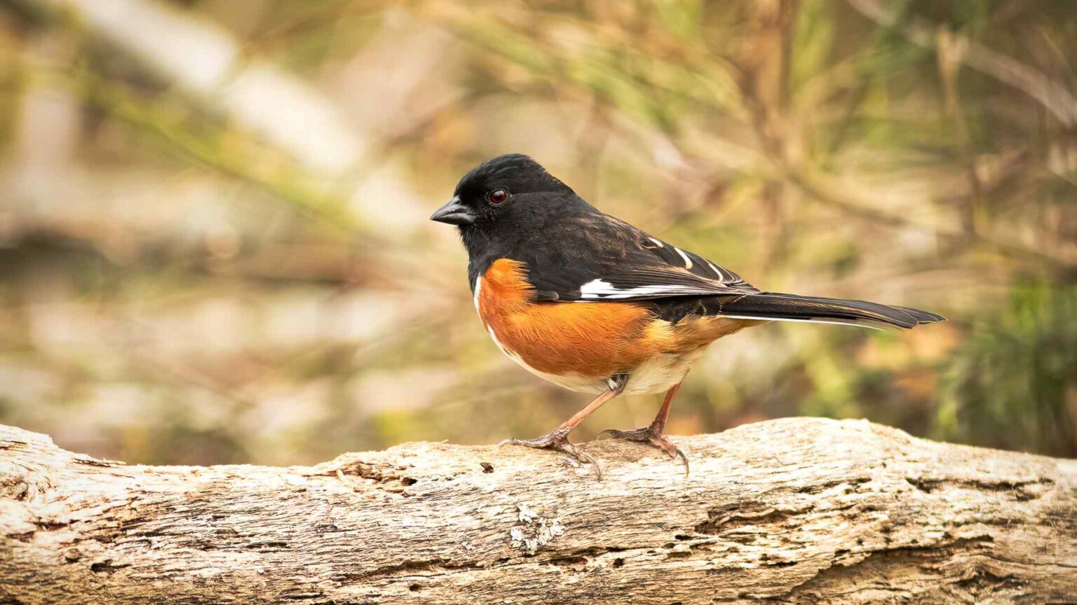 5 Burung Kicau Termahal di Indonesia - Pet to Nature : Pusat Bio ...