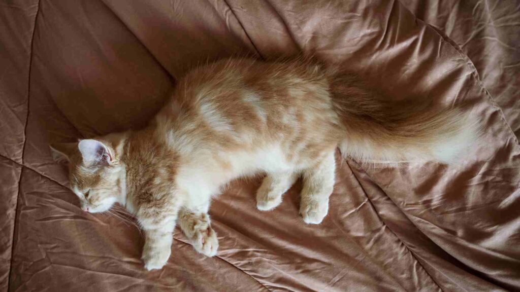 Everyone Will Fall in Love with These 7 Adorable Cat Breeds - Pet to ...