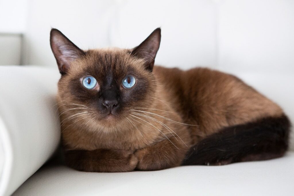 Berapa Lama Kucing Hidup? Rata-Rata Umur Kucing dan Faktornya - Pet to ...